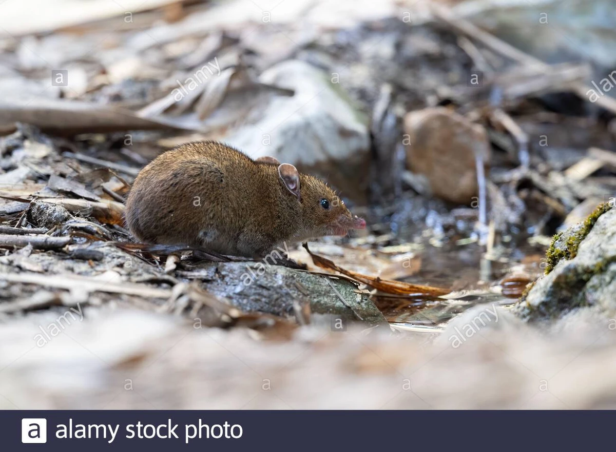 Short-tailed Gymnure | NatureRules1 Wiki | Fandom