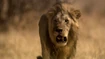 Earth (2007) | NatureRules1 Wiki | Fandom