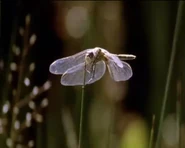 Emperor Dragonfly | NatureRules1 Wiki | Fandom