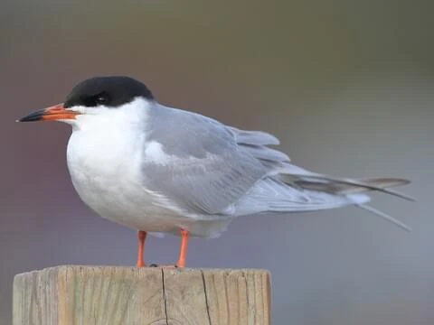 Forster's Tern | NatureRules1 Wiki | Fandom