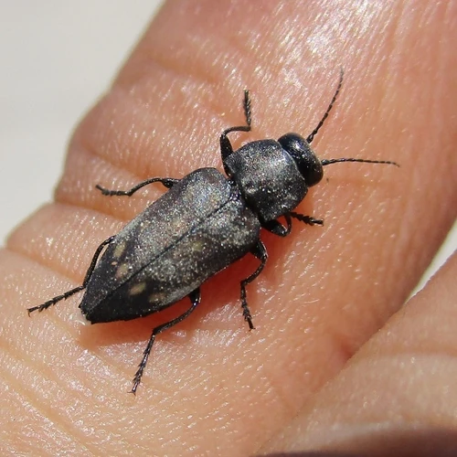 Black Fire Beetle | NatureRules1 Wiki | Fandom