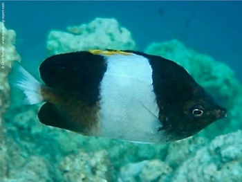 Brown-and-white Butterflyfish | NatureRules1 Wiki | Fandom