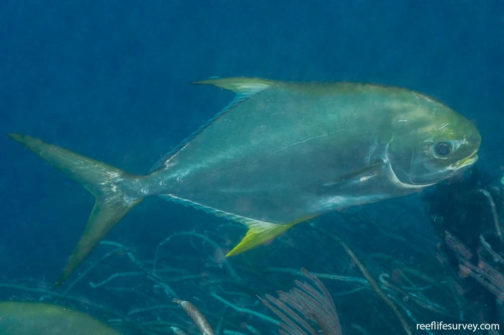 Giant Oystercracker | NatureRules1 Wiki | Fandom