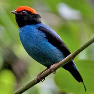 Blue Manakin | NatureRules1 Wiki | Fandom