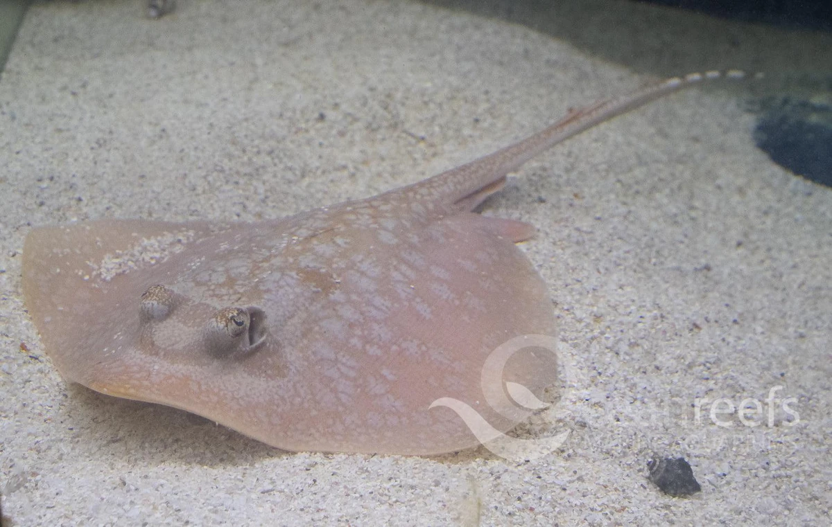 Painted Maskray | NatureRules1 Wiki | Fandom