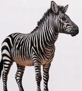 Mountain Zebra | NatureRules1 Wiki | Fandom