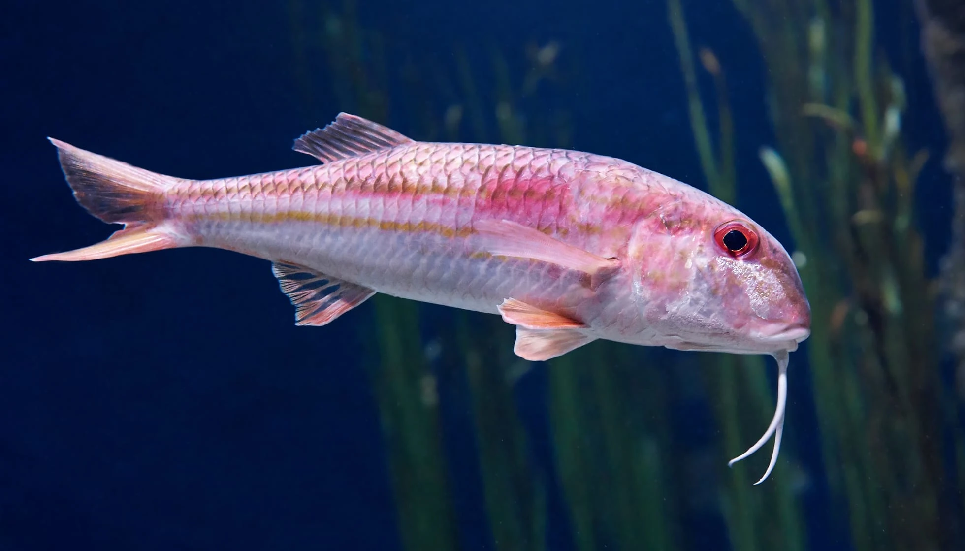 Red Mullet Fish