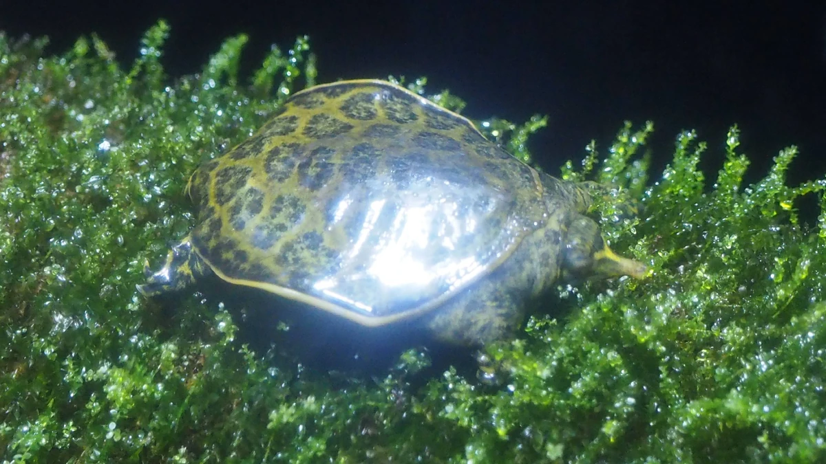 Spiny Softshell Turtle | NatureRules1 Wiki | Fandom