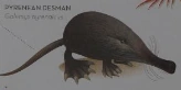 Pyrenean Desman | NatureRules1 Wiki | Fandom