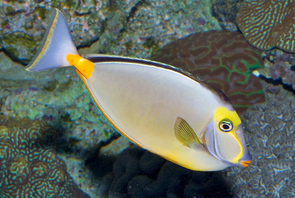 Orangespine Unicornfish | NatureRules1 Wiki | Fandom
