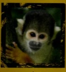 Black-capped Squirrel Monkey | NatureRules1 Wiki | Fandom