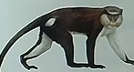 Mona Monkey | NatureRules1 Wiki | Fandom