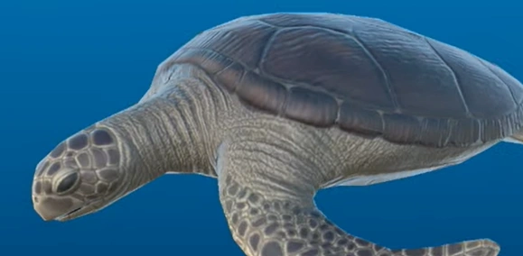 Coral Reefs | NatureRules1 Wiki | Fandom