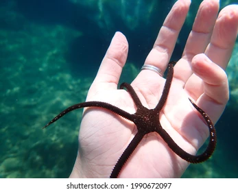 Ophiura Ophiura | NatureRules1 Wiki | Fandom