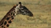 The Lion King (1994) | NatureRules1 Wiki | Fandom