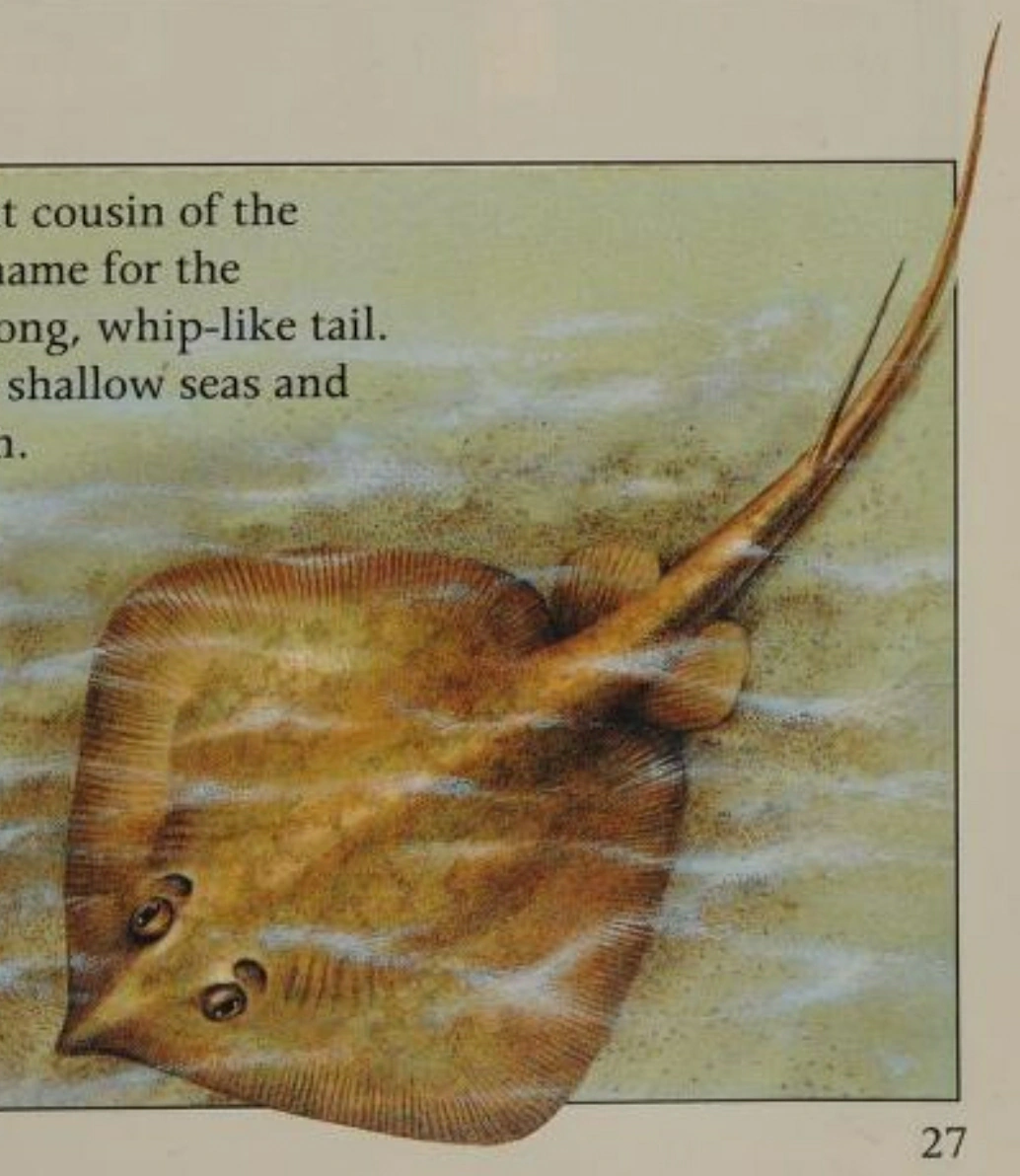 Turtle Reef | NatureRules1 Wiki | Fandom