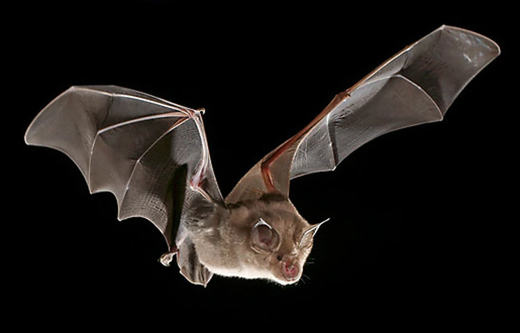 Greater Horseshoe Bat | NatureRules1 Wiki | Fandom