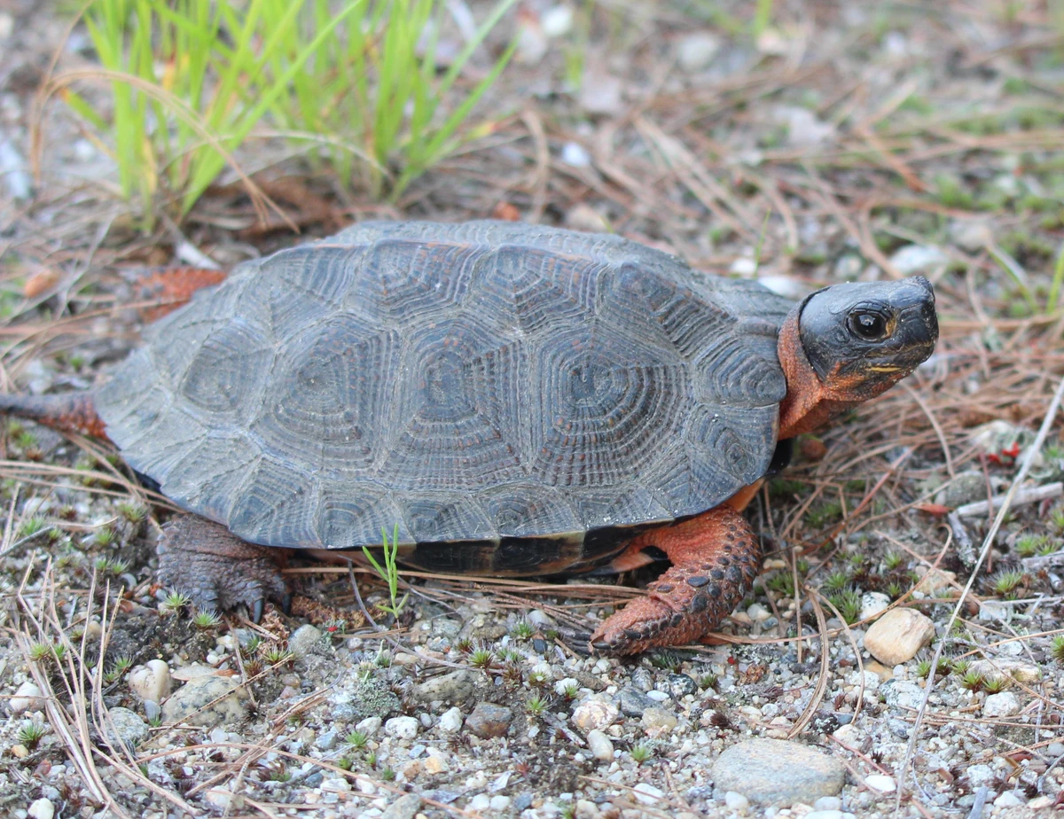 Wood Turtle | NatureRules1 Wiki | Fandom