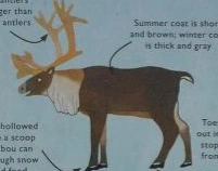 Scary Creatures of the Arctic | NatureRules1 Wiki | Fandom