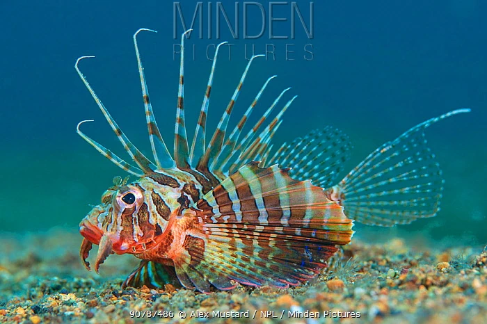 Gurnard Lionfish | NatureRules1 Wiki | Fandom