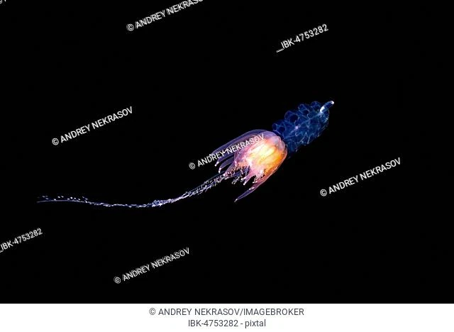 Hula Skirt Siphonophore | NatureRules1 Wiki | Fandom