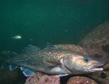 Pacific Cod | NatureRules1 Wiki | Fandom