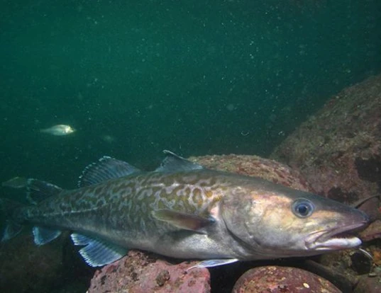 Pacific Cod | NatureRules1 Wiki | Fandom