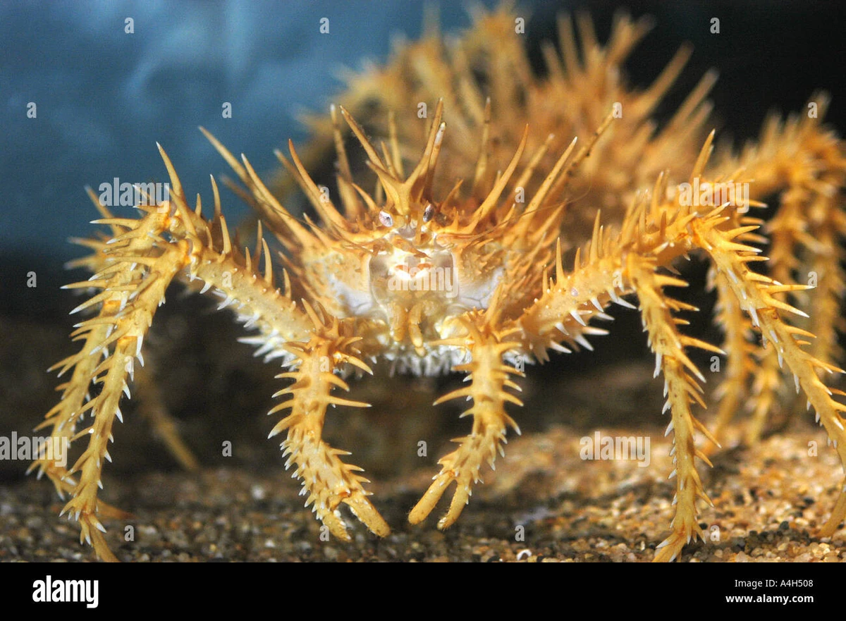Spiny King Crab | NatureRules1 Wiki | Fandom