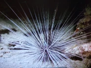 Lime Urchin | NatureRules1 Wiki | Fandom