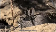 Pygmy Rabbit | NatureRules1 Wiki | Fandom
