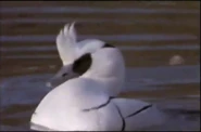 Smew | NatureRules1 Wiki | Fandom