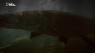Alligator Gar | NatureRules1 Wiki | Fandom