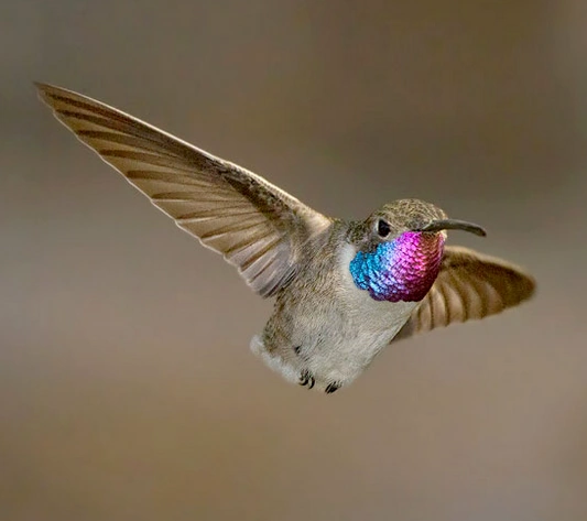 Oasis Hummingbird | NatureRules1 Wiki | Fandom