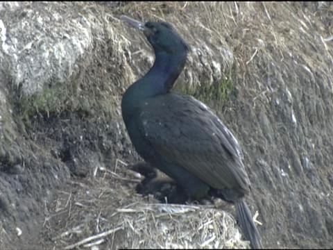 Pelagic Cormorant | NatureRules1 Wiki | Fandom