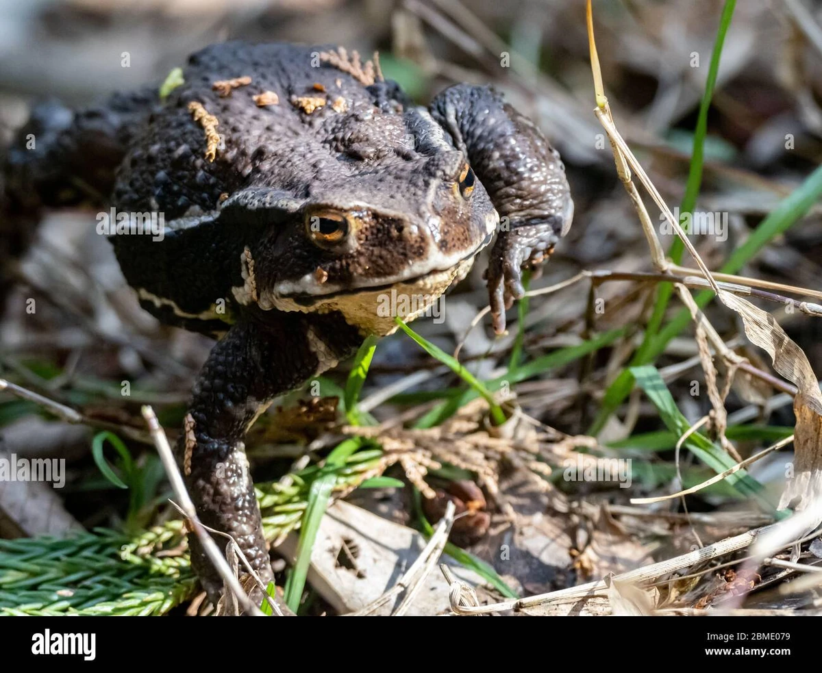 Japanese Toad | NatureRules1 Wiki | Fandom
