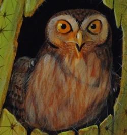 how to draw an elf owl