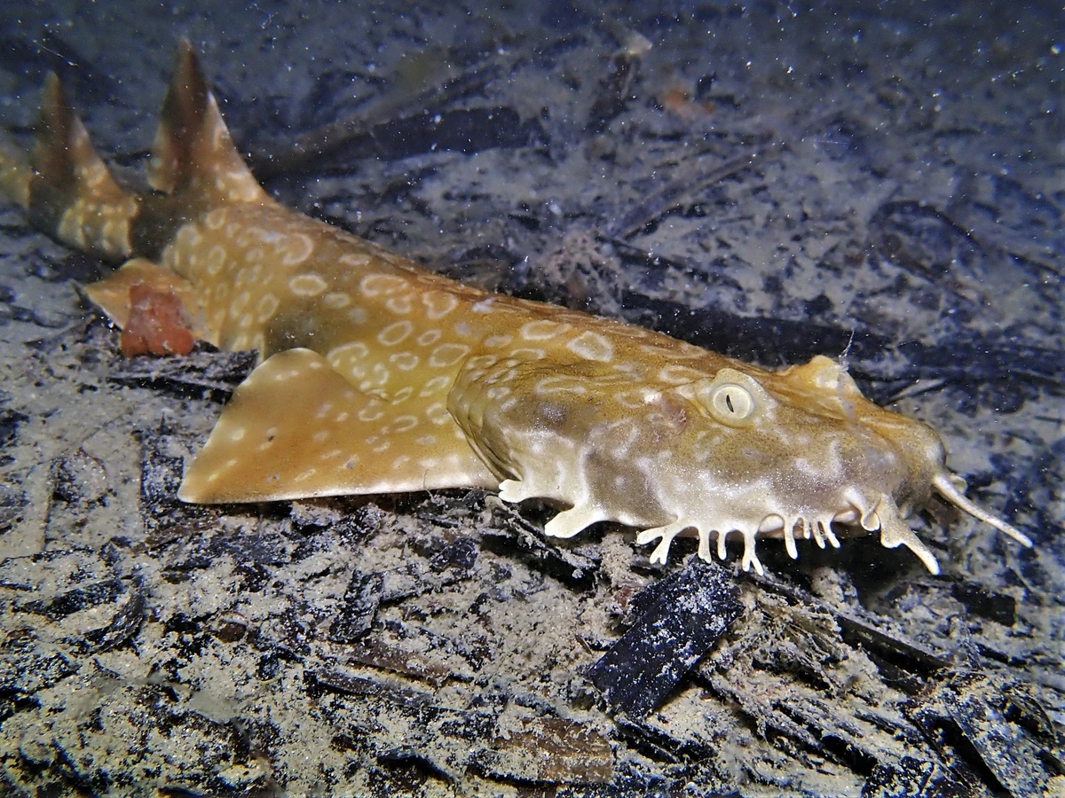 Dwarf Spotted Wobbegong | NatureRules1 Wiki | Fandom
