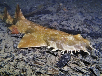 Dwarf Spotted Wobbegong | NatureRules1 Wiki | Fandom