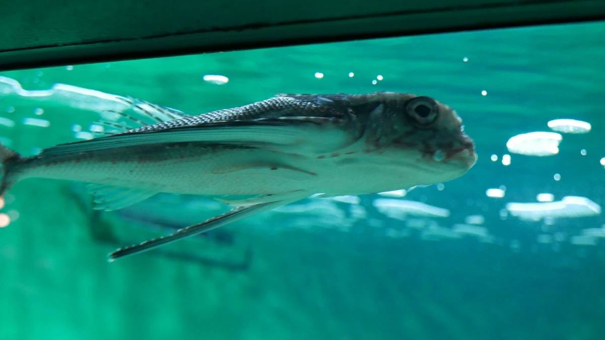 Category:Gurnards | NatureRules1 Wiki | Fandom