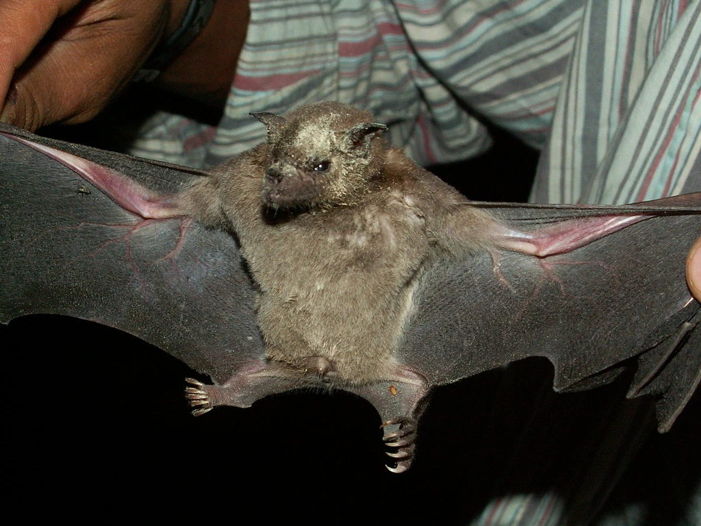 Southern Long-nosed Bat | NatureRules1 Wiki | Fandom