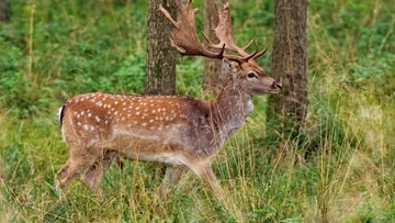 Persian Fallow Deer Map