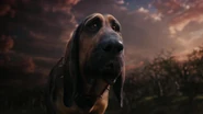 Bloodhound | NatureRules1 Wiki | Fandom