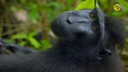 Crested Black Macaque | NatureRules1 Wiki | Fandom