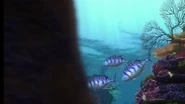 List of Species in Finding Nemo | NatureRules1 Wiki | Fandom