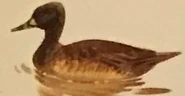 Black-headed Duck | NatureRules1 Wiki | Fandom