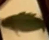 Escolar | NatureRules1 Wiki | Fandom