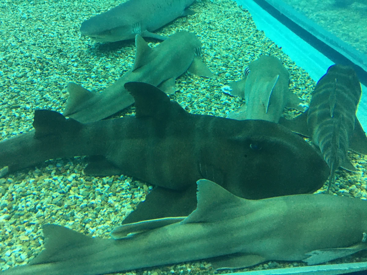 Japanese Bullhead Shark | NatureRules1 Wiki | Fandom