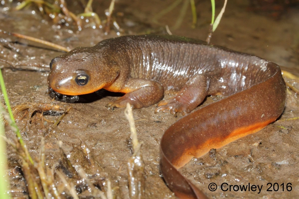 Rough-skinned Newt | NatureRules1 Wiki | Fandom