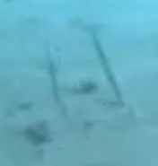 Razorfish | NatureRules1 Wiki | Fandom