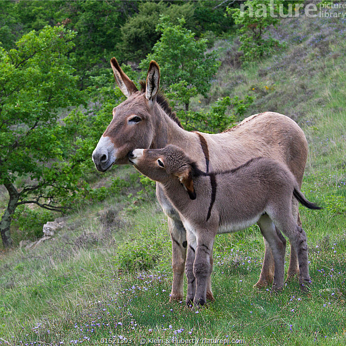 Domestic Donkey | NatureRules1 Wiki | Fandom